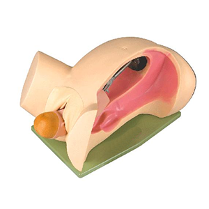 childbirth mechanism teaching model(advanced childbirth simulator ...