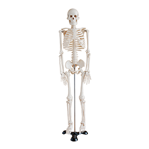85cm human skeleton model-Skeleton Models-Henan BOMN supply chain ...