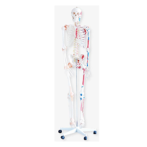 180cm Human skeleton model with colored muscle and ligament-Skeleton Series
