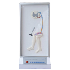 Spinal cord reflex - injury model-Other