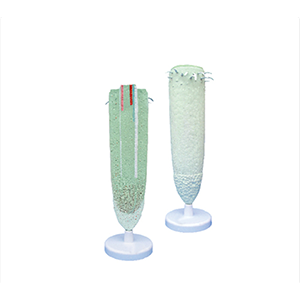 BIX-C0003 Root Section Model-Biology Series