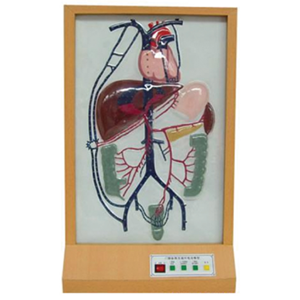Portal vein collateral circulation electric model-Other