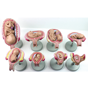Fetal pregnancy development model (8 sets)-Other