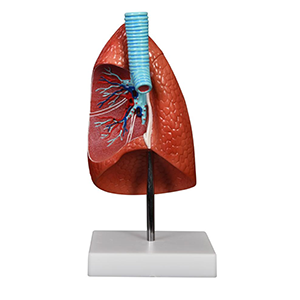 Anatomical Series-ADA MED SUPPLY LIMITED