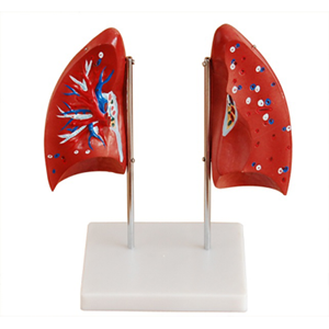 Anatomical Series-ADA MED SUPPLY LIMITED