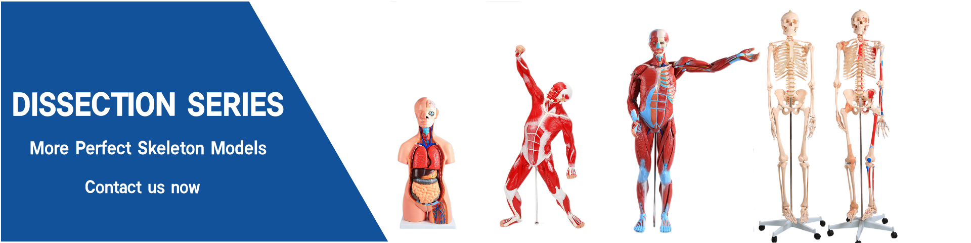 Nursing Skill Models - We are a family 20 years professional medical ... Nursing Skill Models - We are a family 20 years professional medical ...